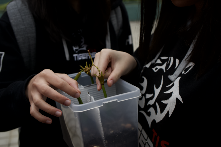 Seedlings Planting and App Creating